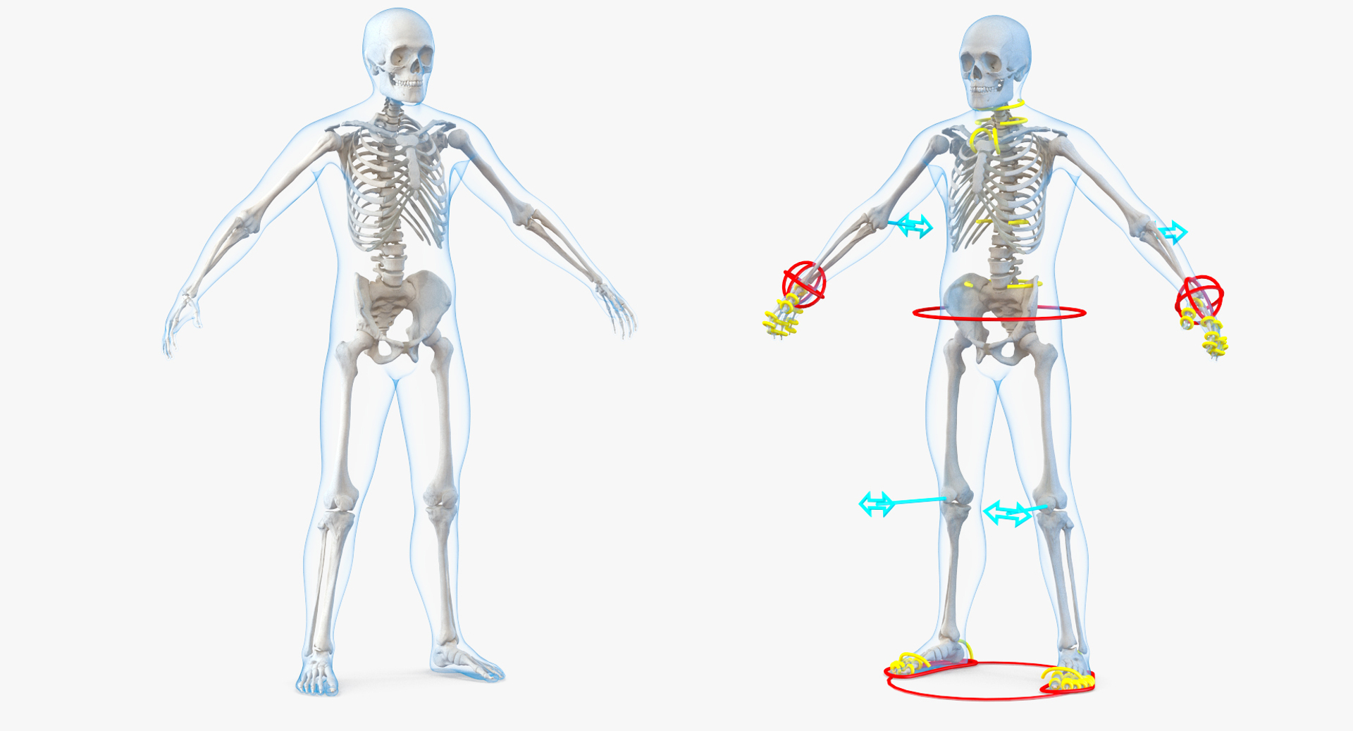 Male Body Skeleton Rigged 3D Model - TurboSquid 1236272