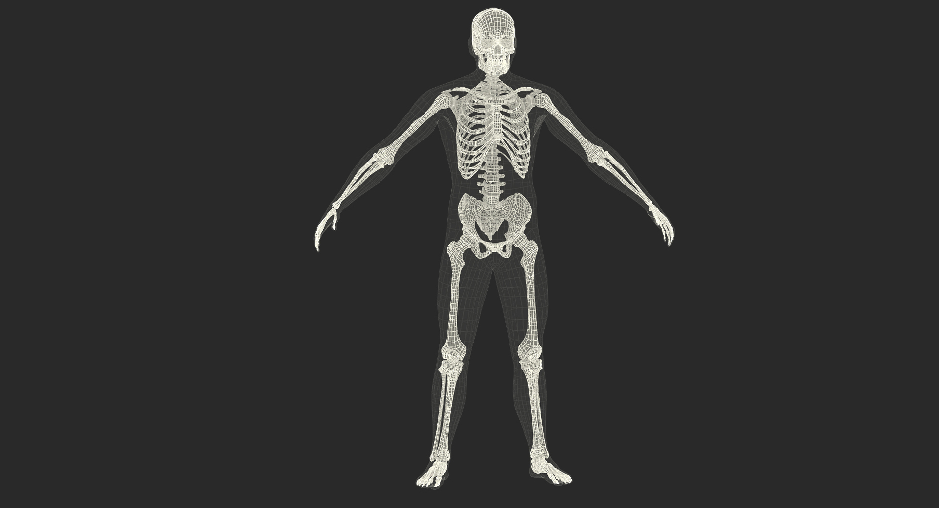 Male Body Skeleton Rigged 3D Model - TurboSquid 1236272