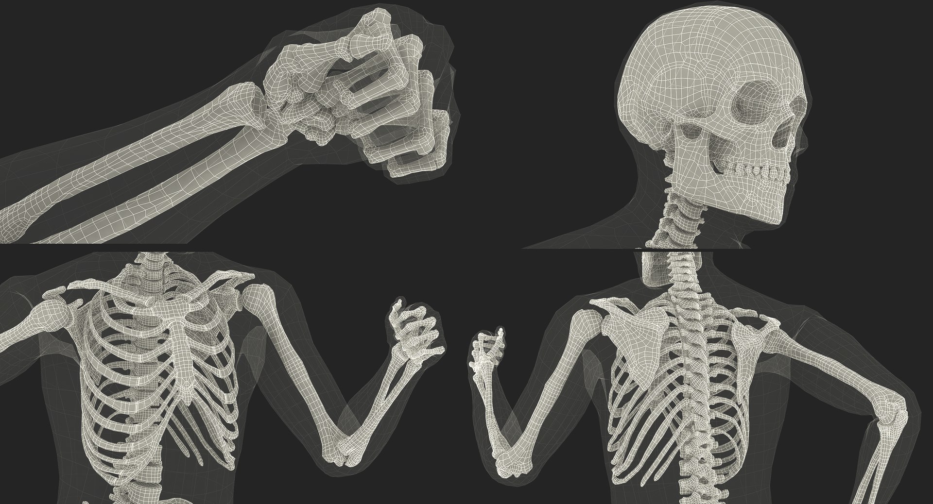 Male body skeleton rigged 3D model - TurboSquid 1236272