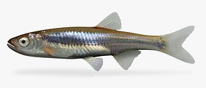 Notropis 3D Models for Download | TurboSquid