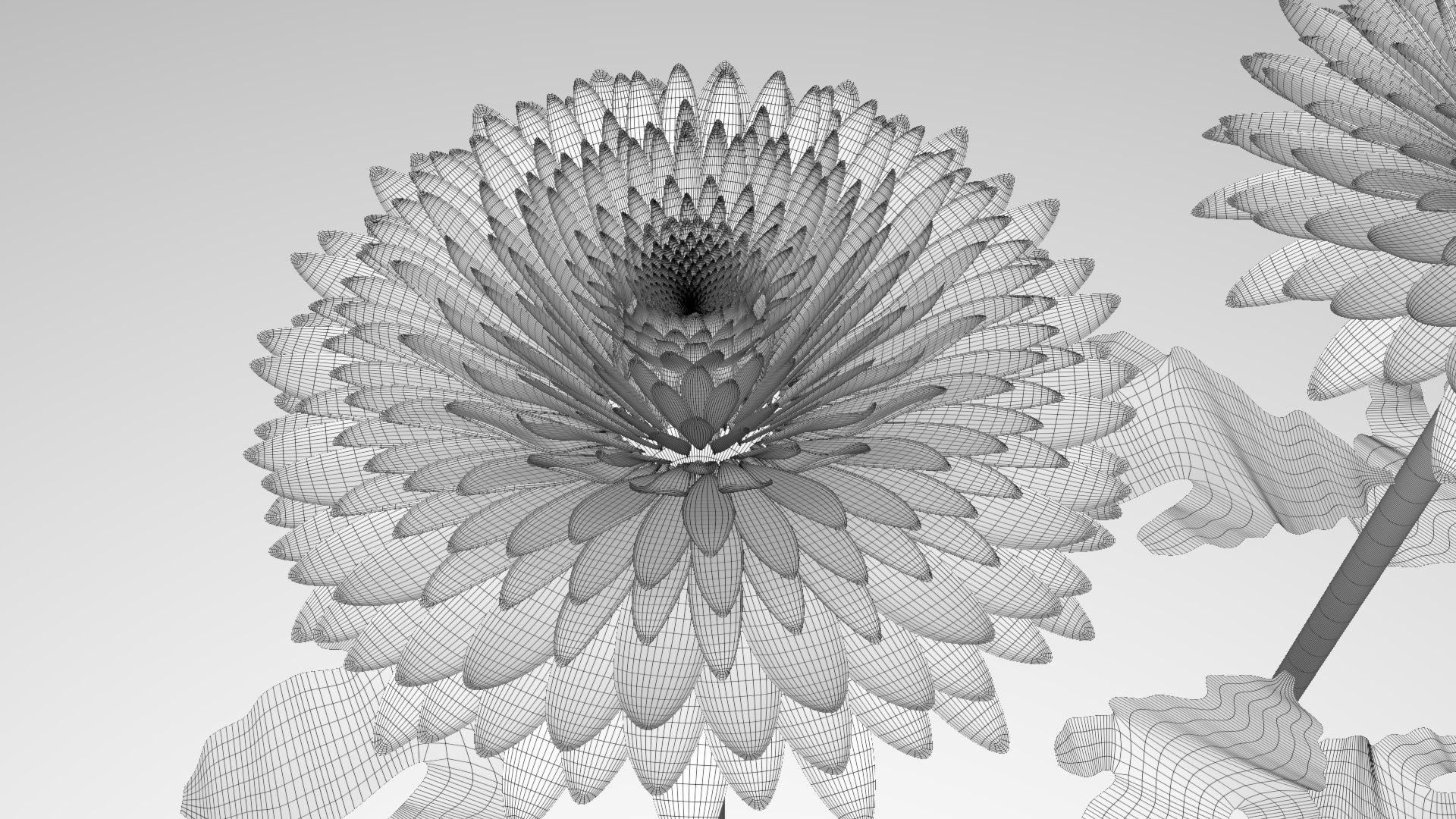 3D flowers cushion chrysanthemim - TurboSquid 1618371