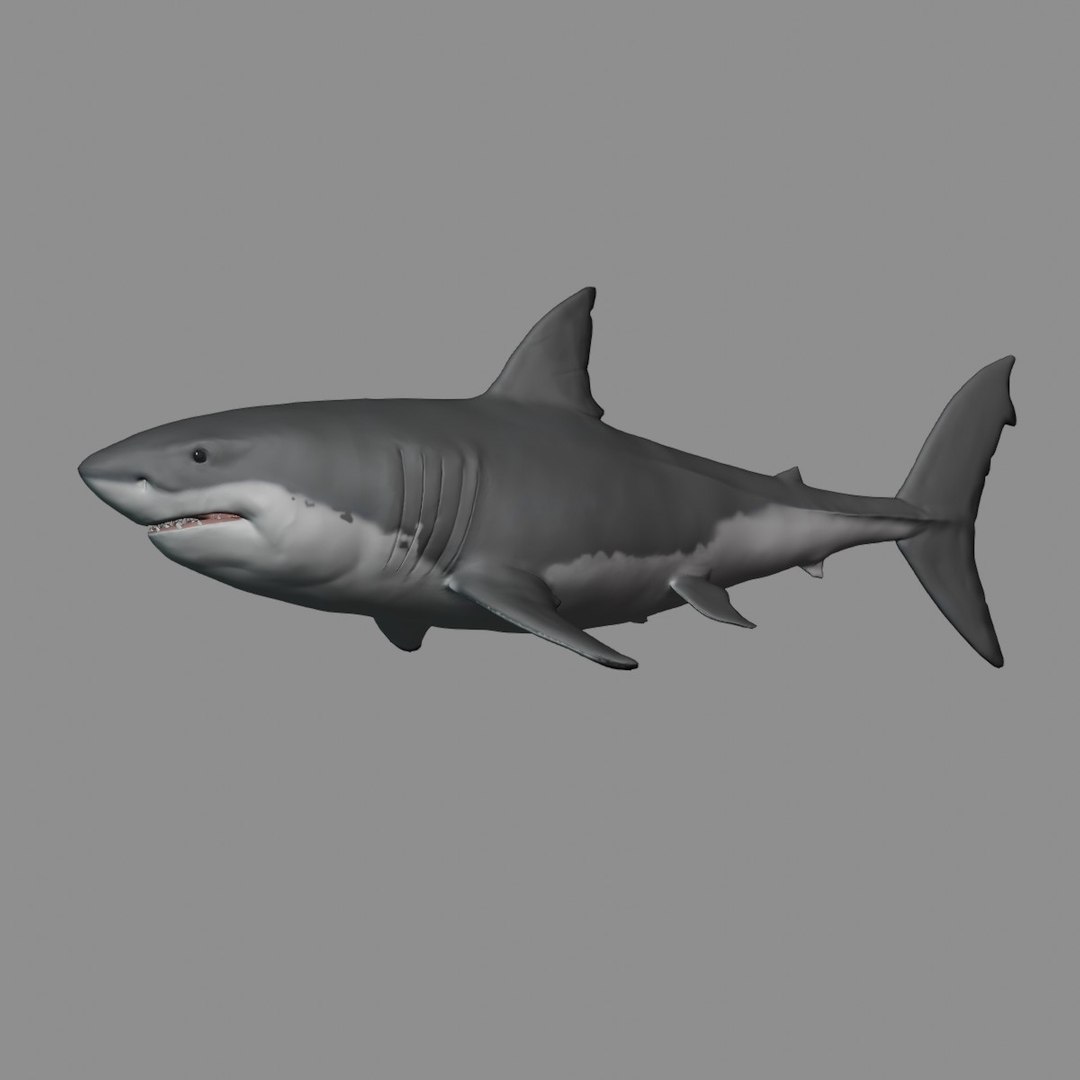 Shark Fish Animal 3D Model - TurboSquid 1638305