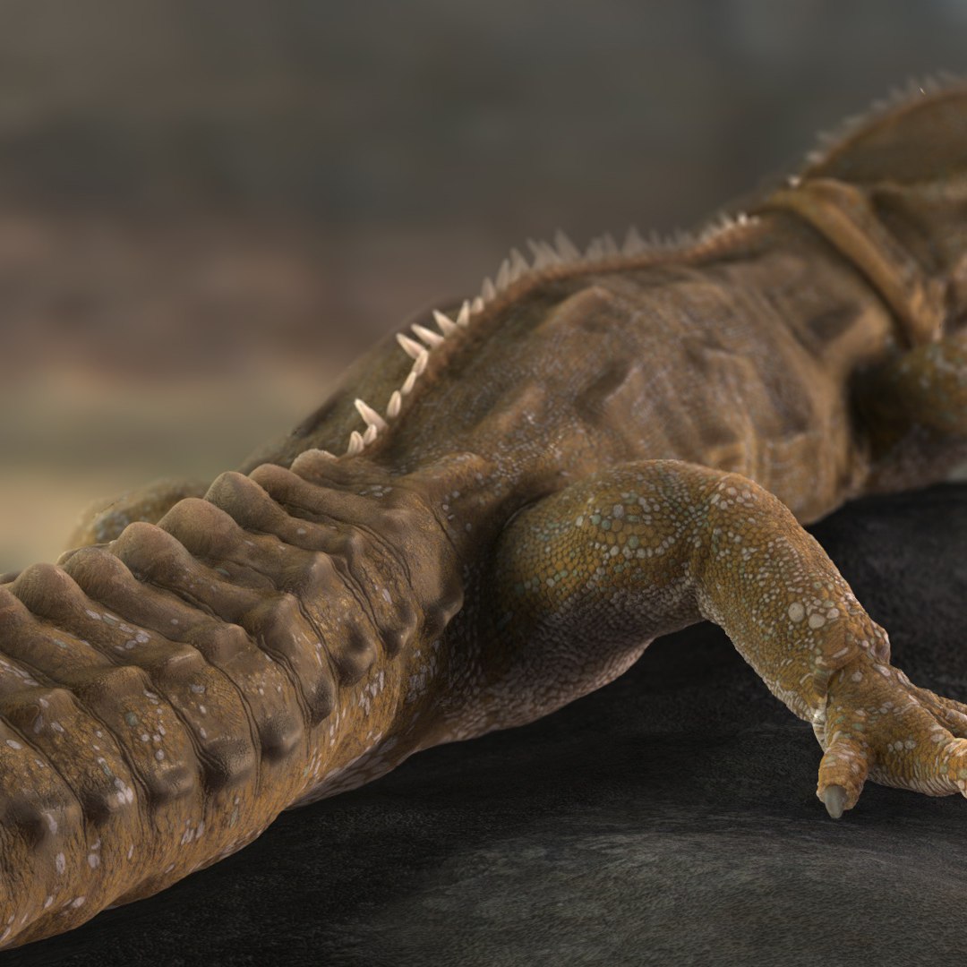 3d Tuatara Sphenodon Model