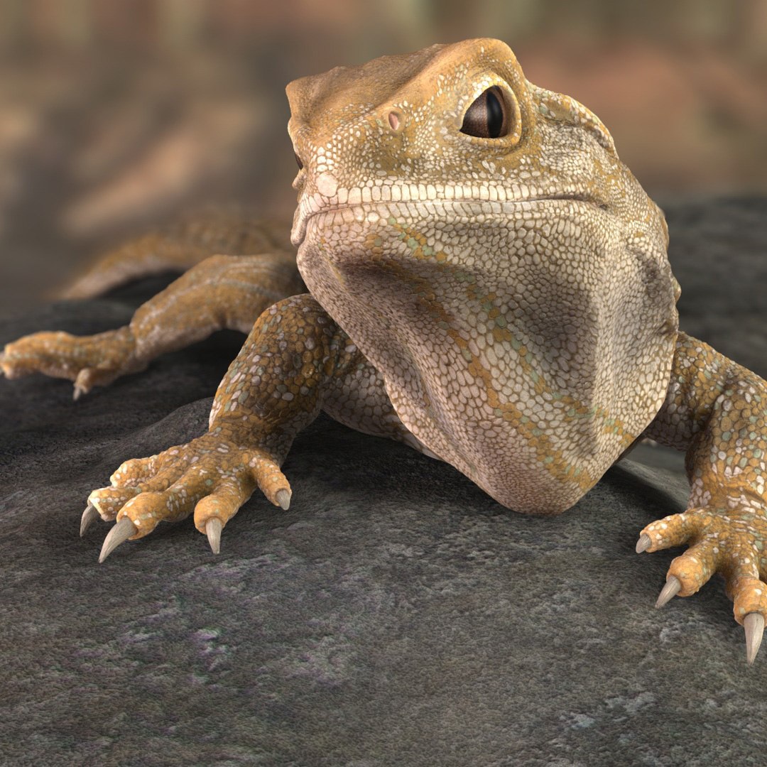 3d tuatara sphenodon model