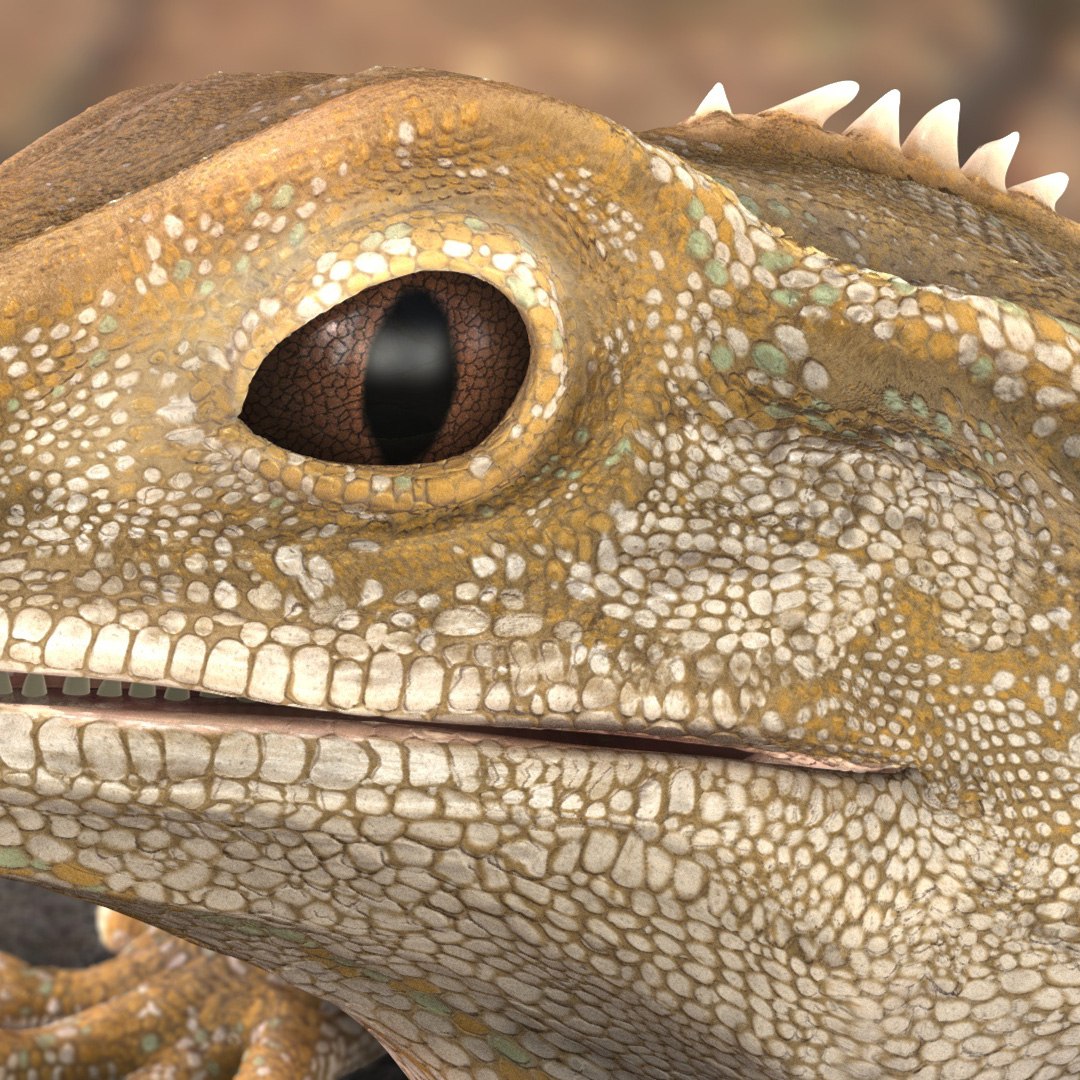 3d Tuatara Sphenodon Model