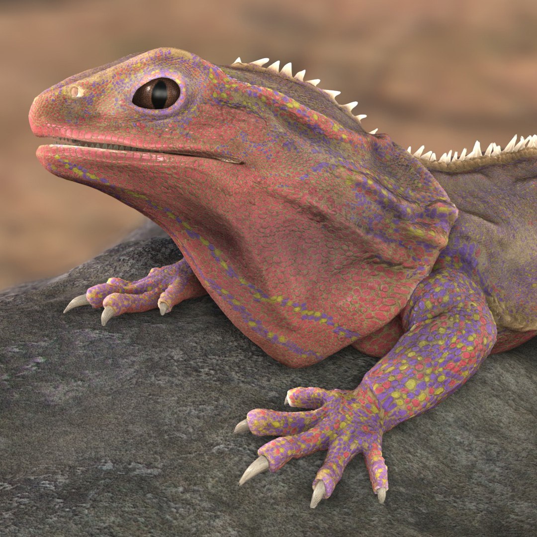 3d Tuatara Sphenodon Model