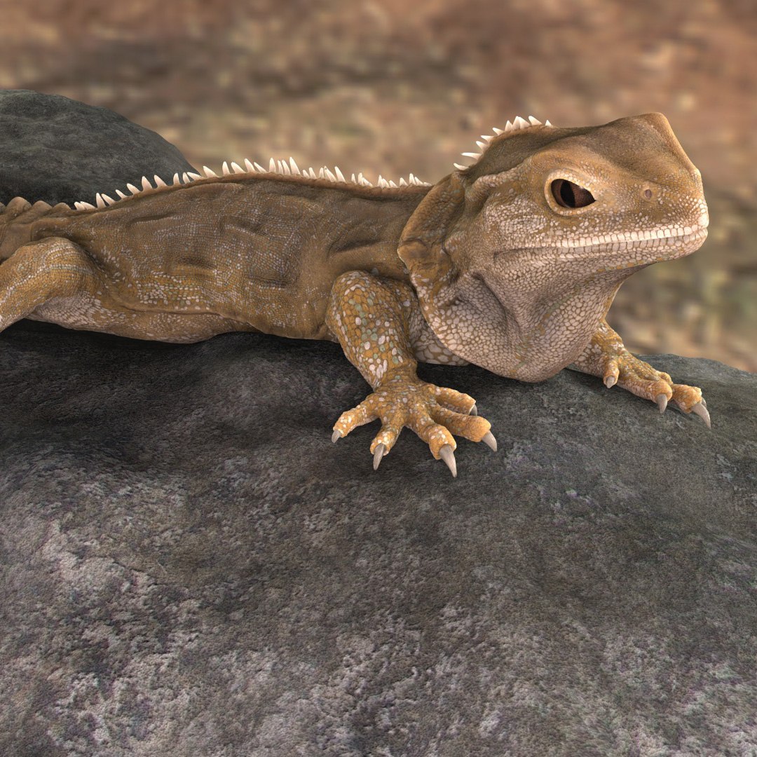 3d Tuatara Sphenodon Model