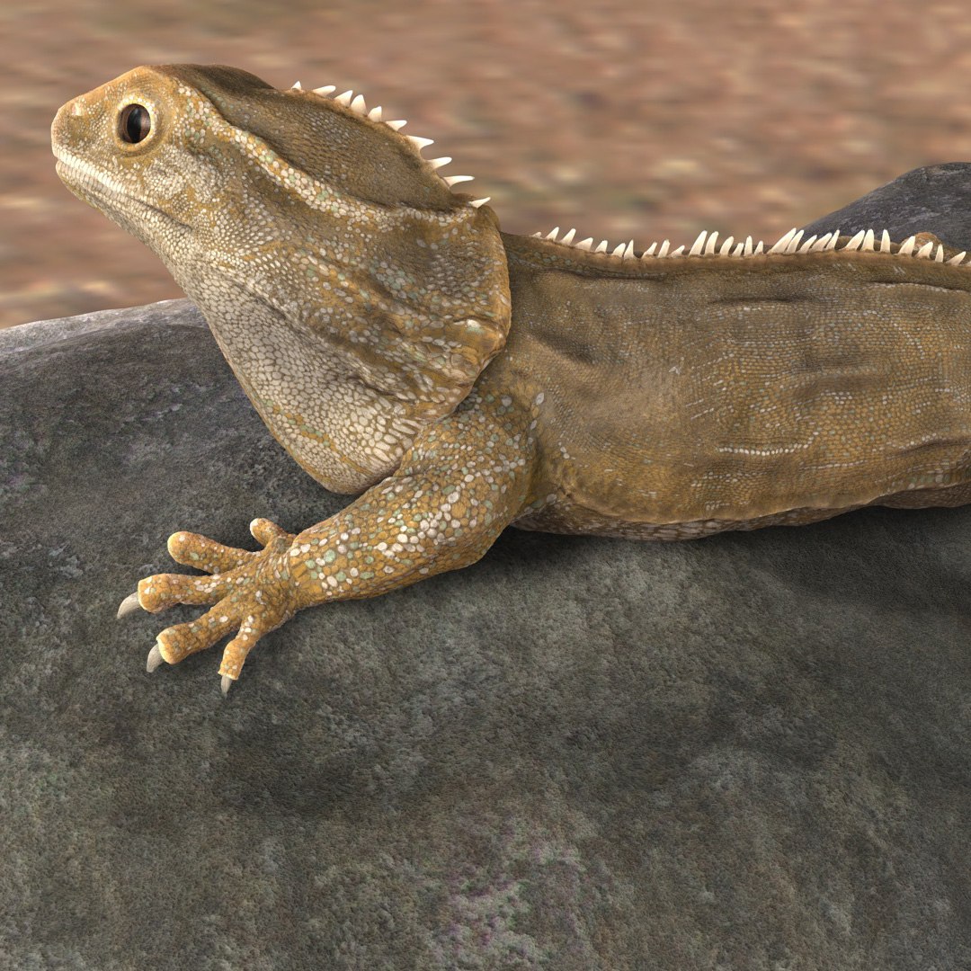 3d Tuatara Sphenodon Model