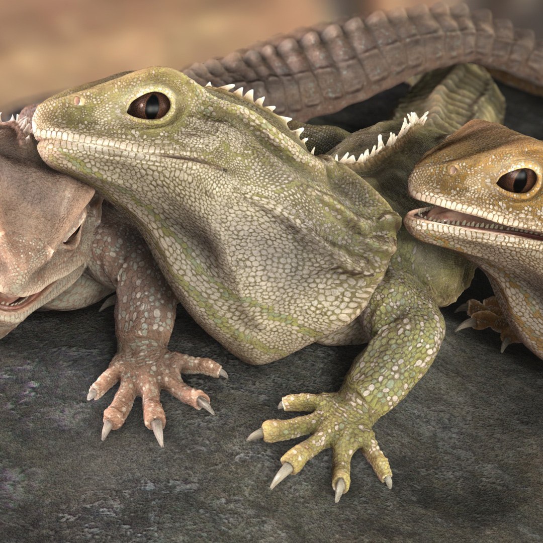 3d Tuatara Sphenodon Model