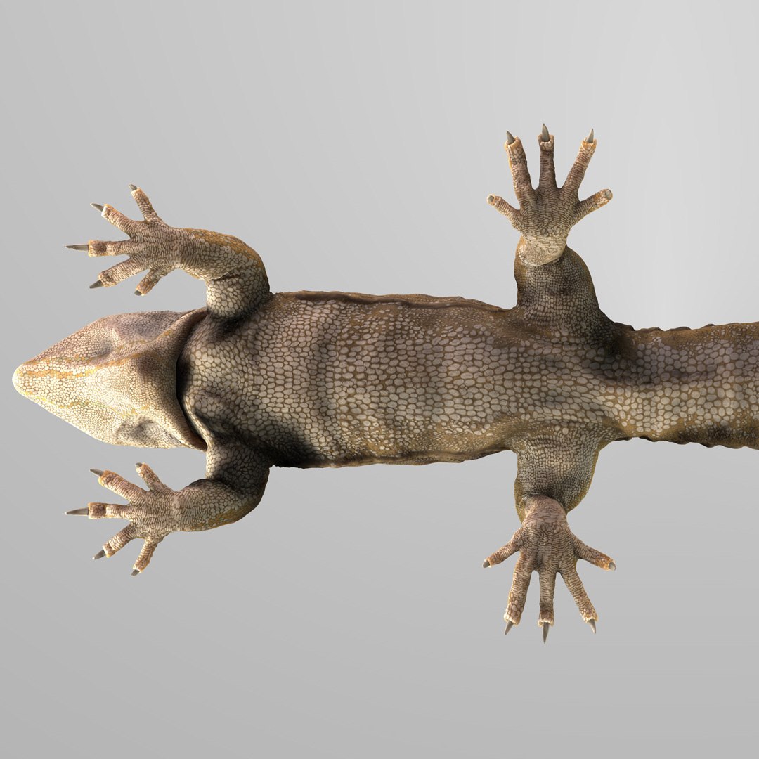 3d Tuatara Sphenodon Model