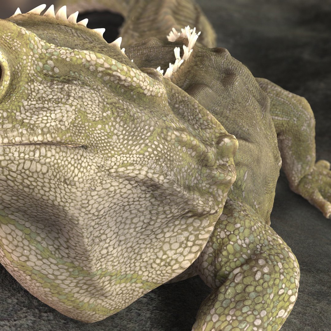 3d Tuatara Sphenodon Model