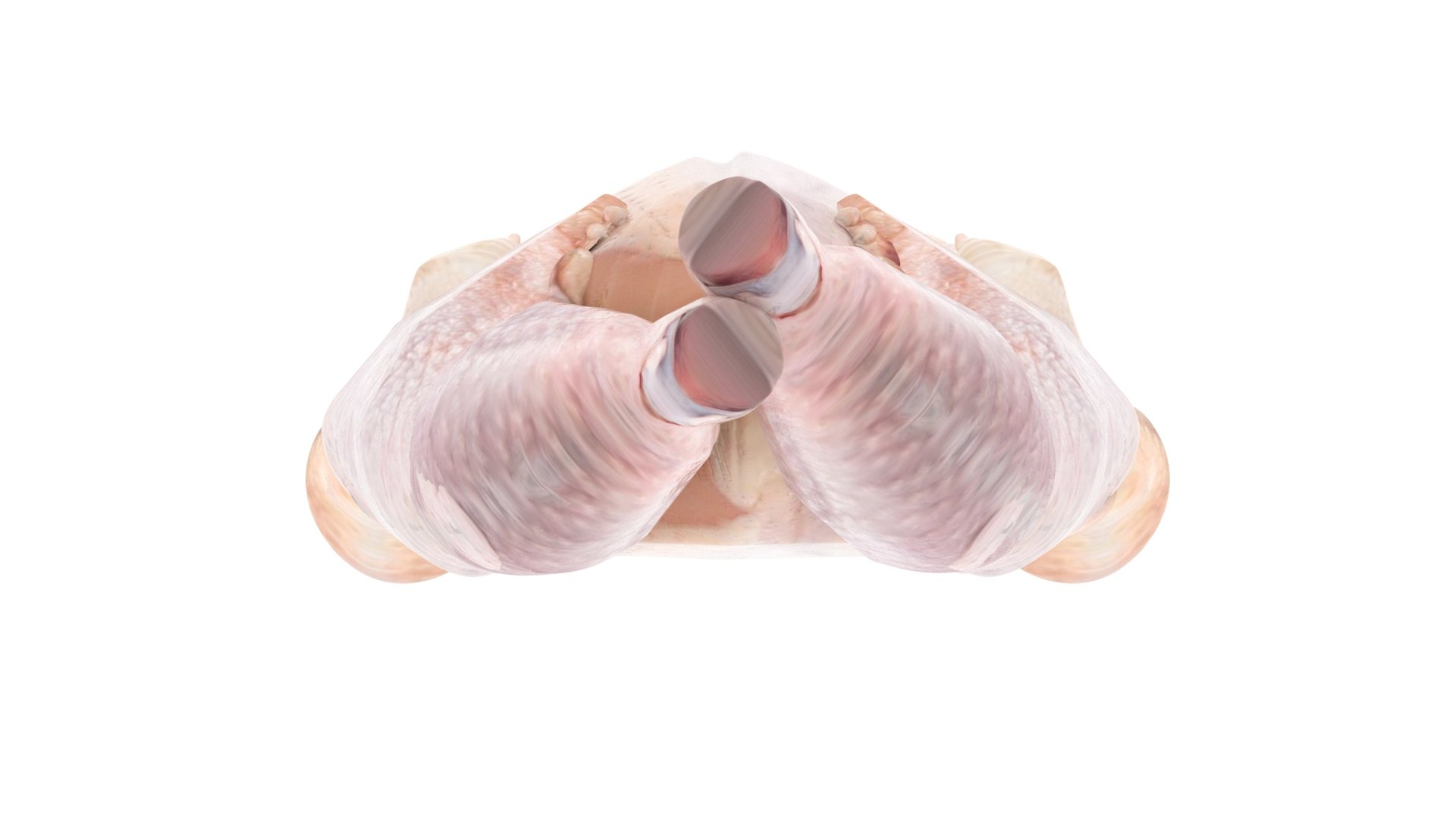 Whole Chicken Model - TurboSquid 2249657