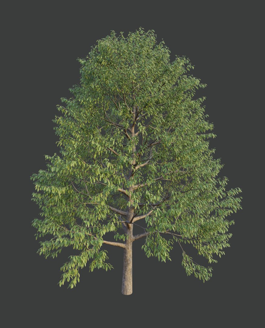 XfrogPlants Japanese Blue Oak - Quercus Glauca 3D Model - TurboSquid ...