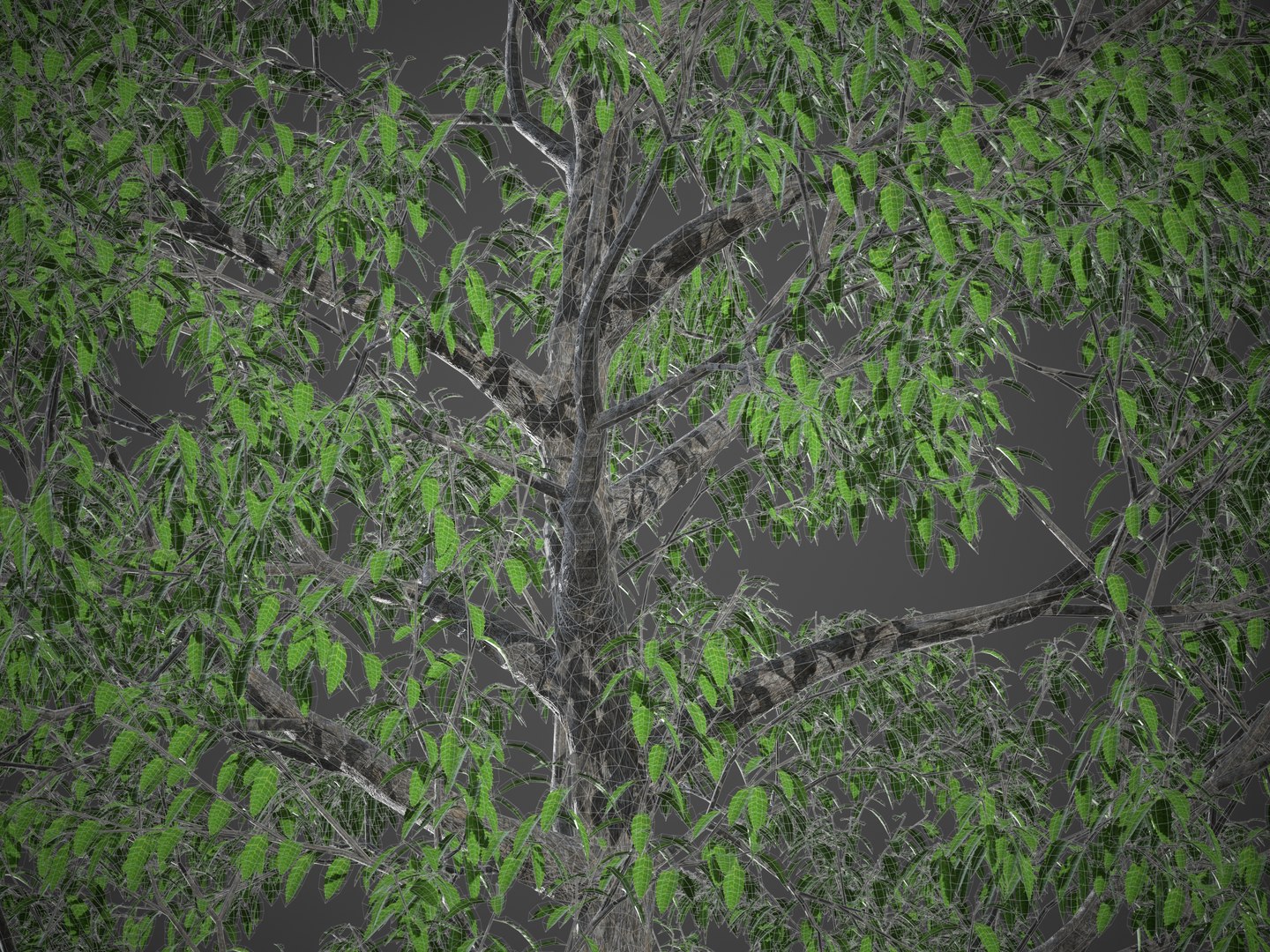XfrogPlants Japanese Blue Oak - Quercus Glauca 3D Model - TurboSquid ...