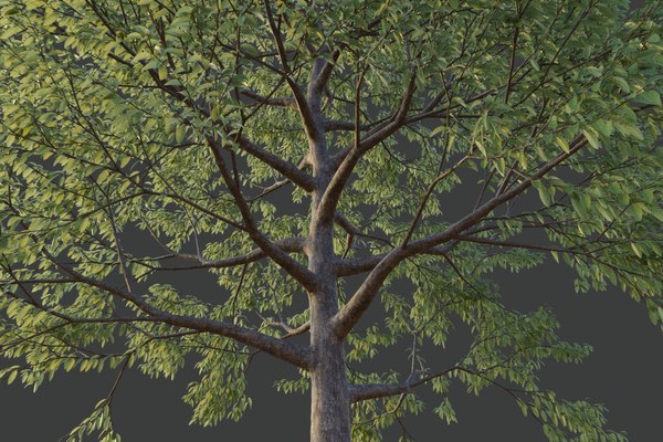 XfrogPlants Japanese Blue Oak - Quercus Glauca 3D model - TurboSquid ...