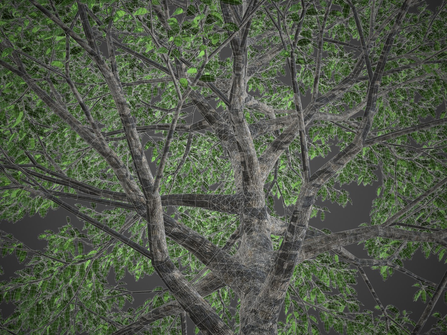 XfrogPlants Japanese Blue Oak - Quercus Glauca 3D Model - TurboSquid ...