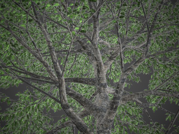 XfrogPlants Japanese Blue Oak - Quercus Glauca 3D model - TurboSquid ...