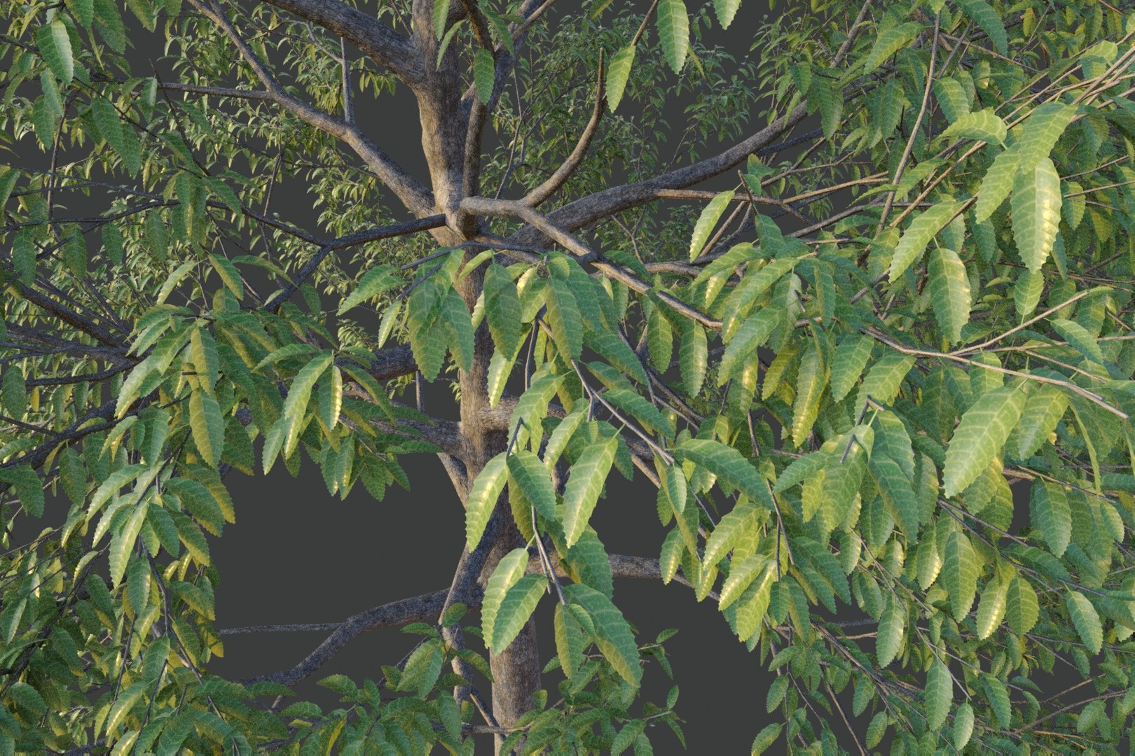 XfrogPlants Japanese Blue Oak - Quercus Glauca 3D Model - TurboSquid ...