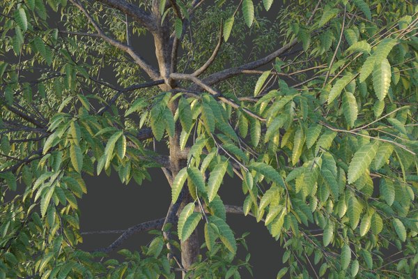 XfrogPlants Japanese Blue Oak - Quercus Glauca 3D model - TurboSquid ...