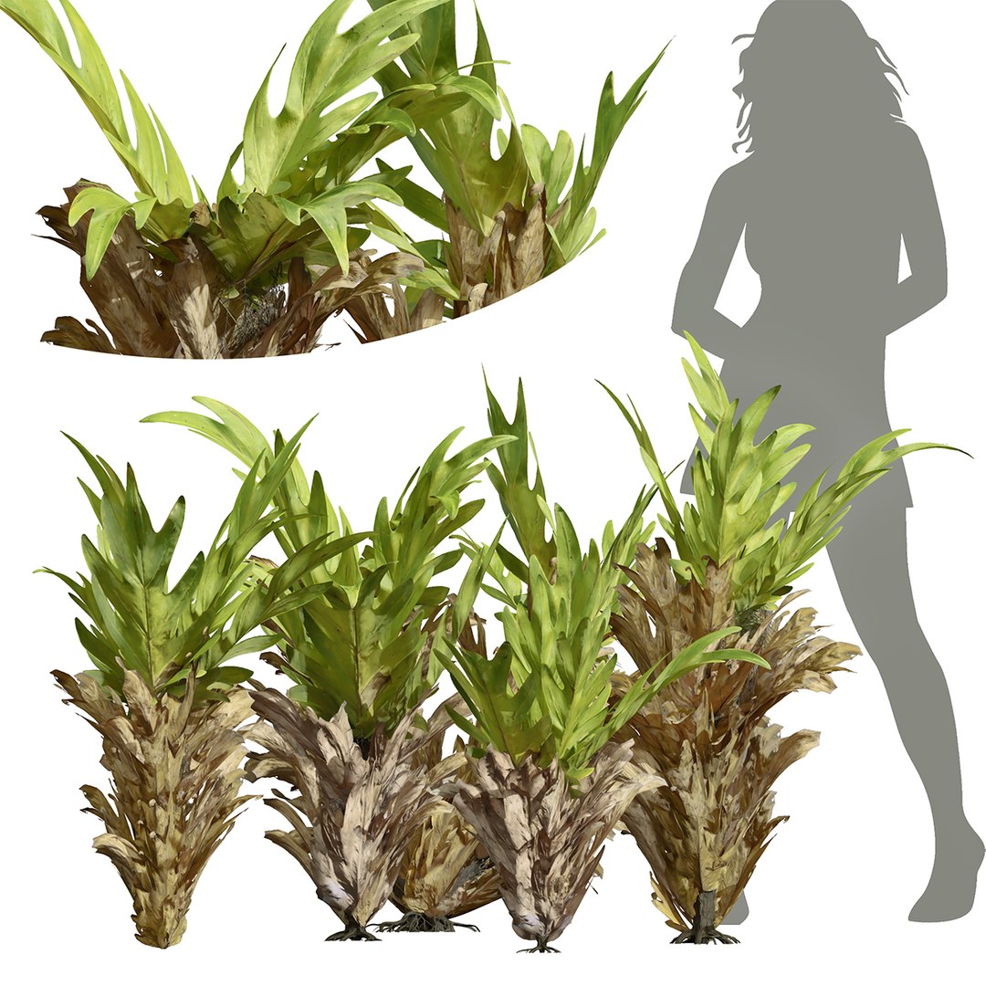 3D New Plant High Detail Drynaria Roosii Bush Model - TurboSquid 2238441