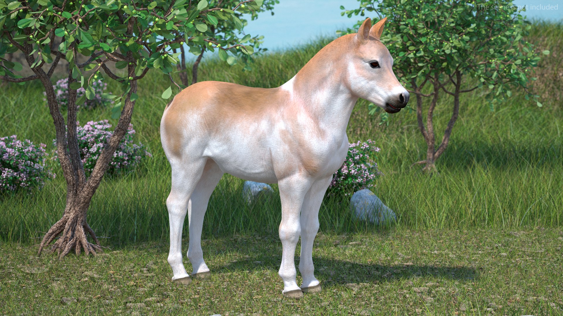 Realistic Shetland Pony Rigged For Cinema 4D Model - TurboSquid 2253923