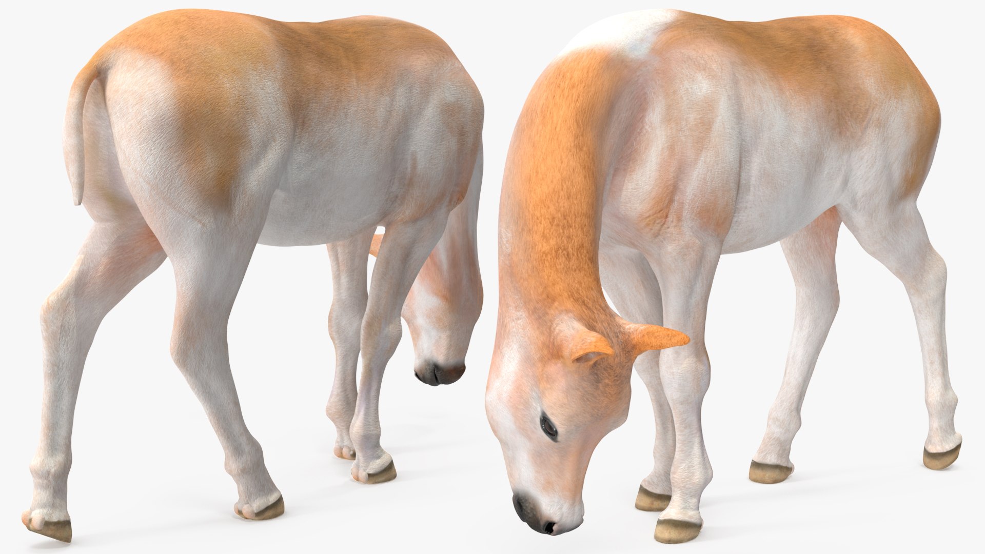 Realistic Shetland Pony Rigged For Cinema 4D Model - TurboSquid 2253923