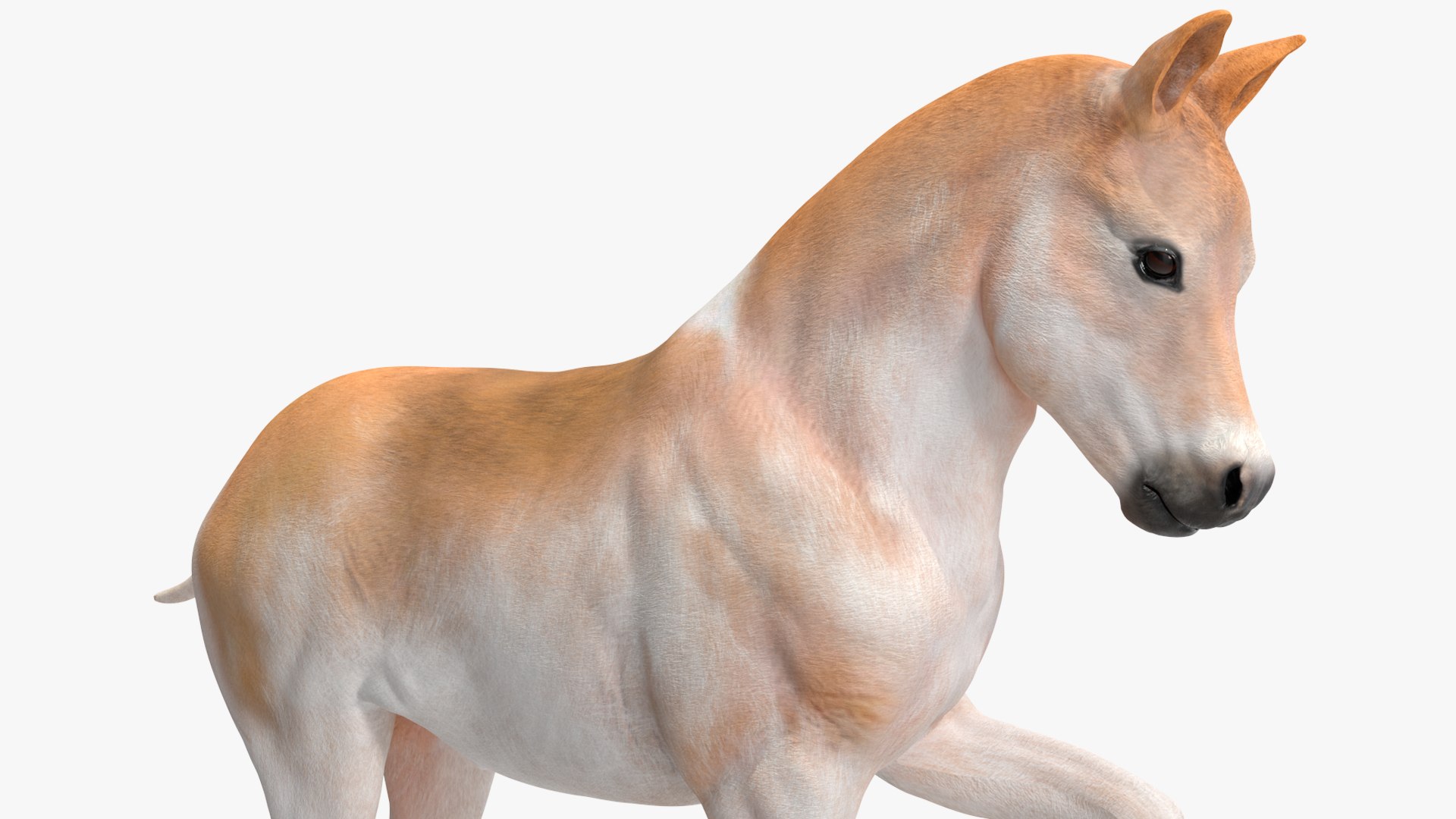 Realistic Shetland Pony Rigged For Cinema 4D Model - TurboSquid 2253923