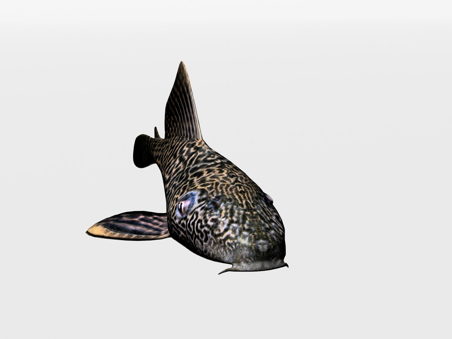 Decorative Catfish 3d 3ds
