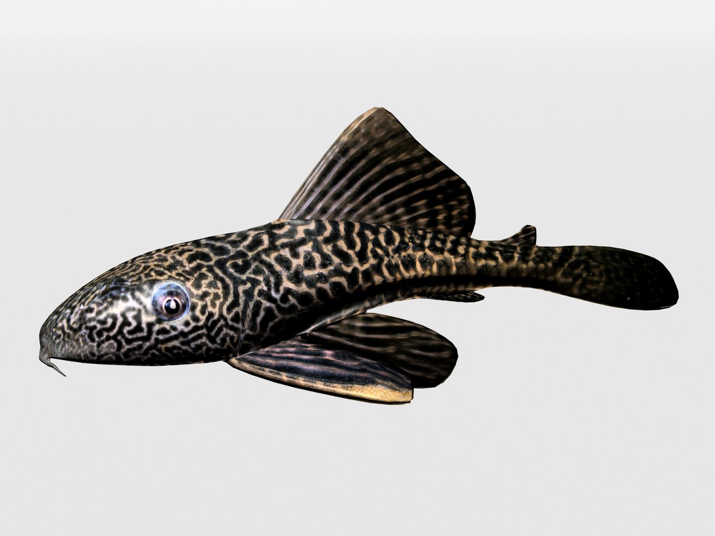 Decorative Catfish 3d 3ds