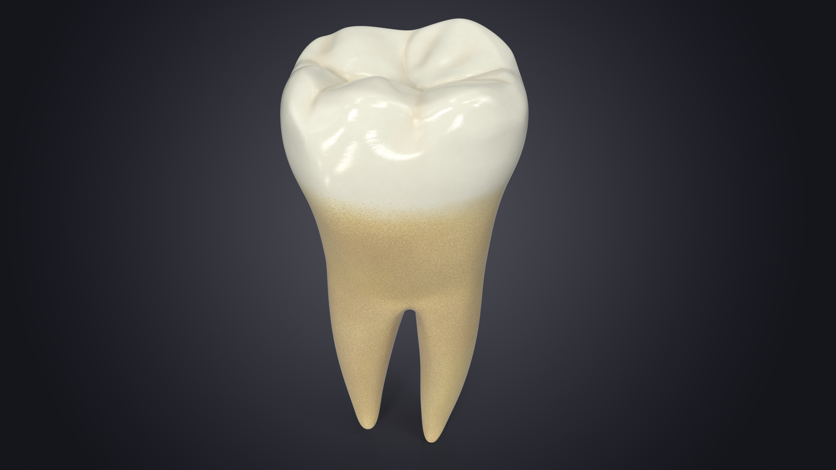 modelo 3d Dientes humanos Segundo molar inferior - TurboSquid 1572306