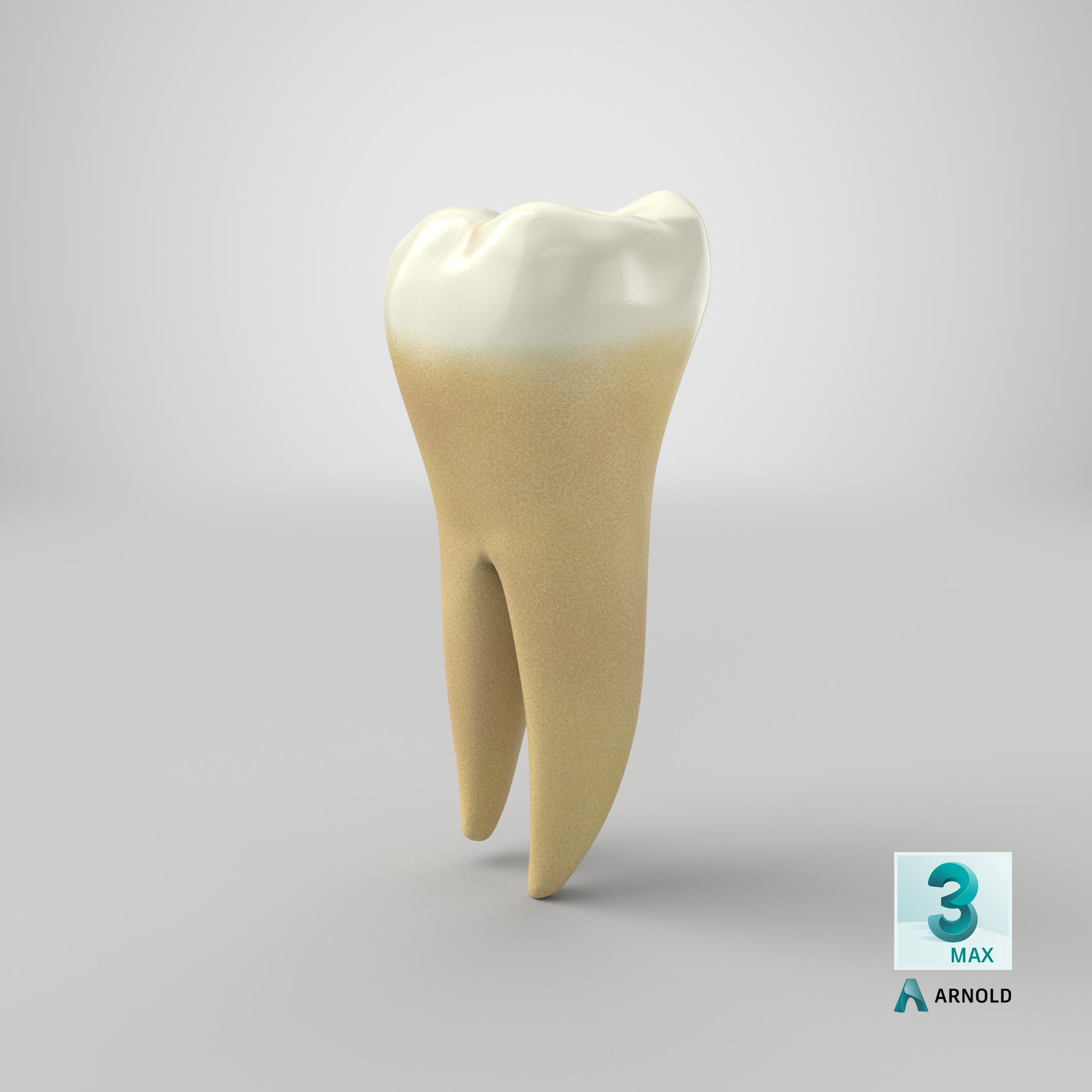 modelo 3d Dientes humanos Segundo molar inferior - TurboSquid 1572306