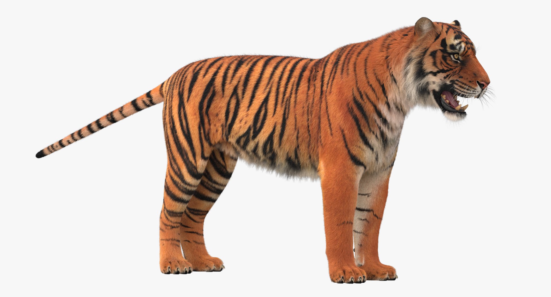 Tiger Ma