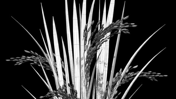 3D model FLOWER PADDY DUST FINAL 2011 - TurboSquid 1743278