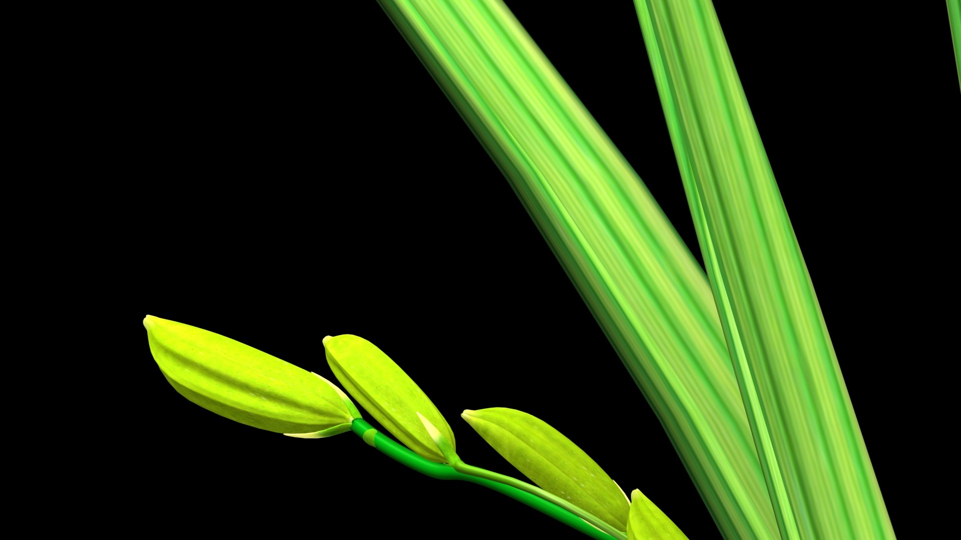 3D Model FLOWER PADDY DUST FINAL 2011 - TurboSquid 1743278