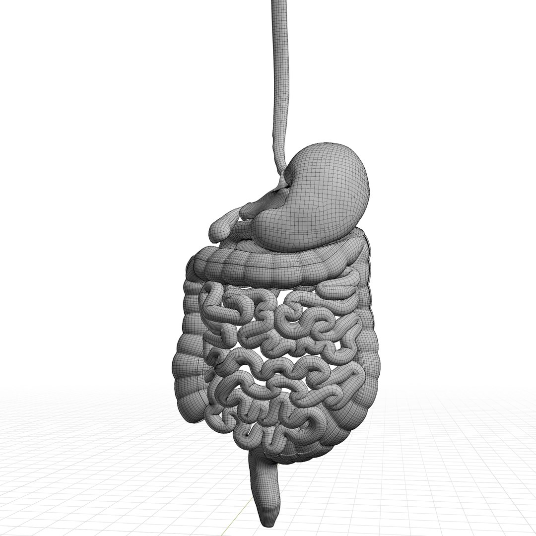 3D Human Stomach And Small Intestines Model - TurboSquid 2210307