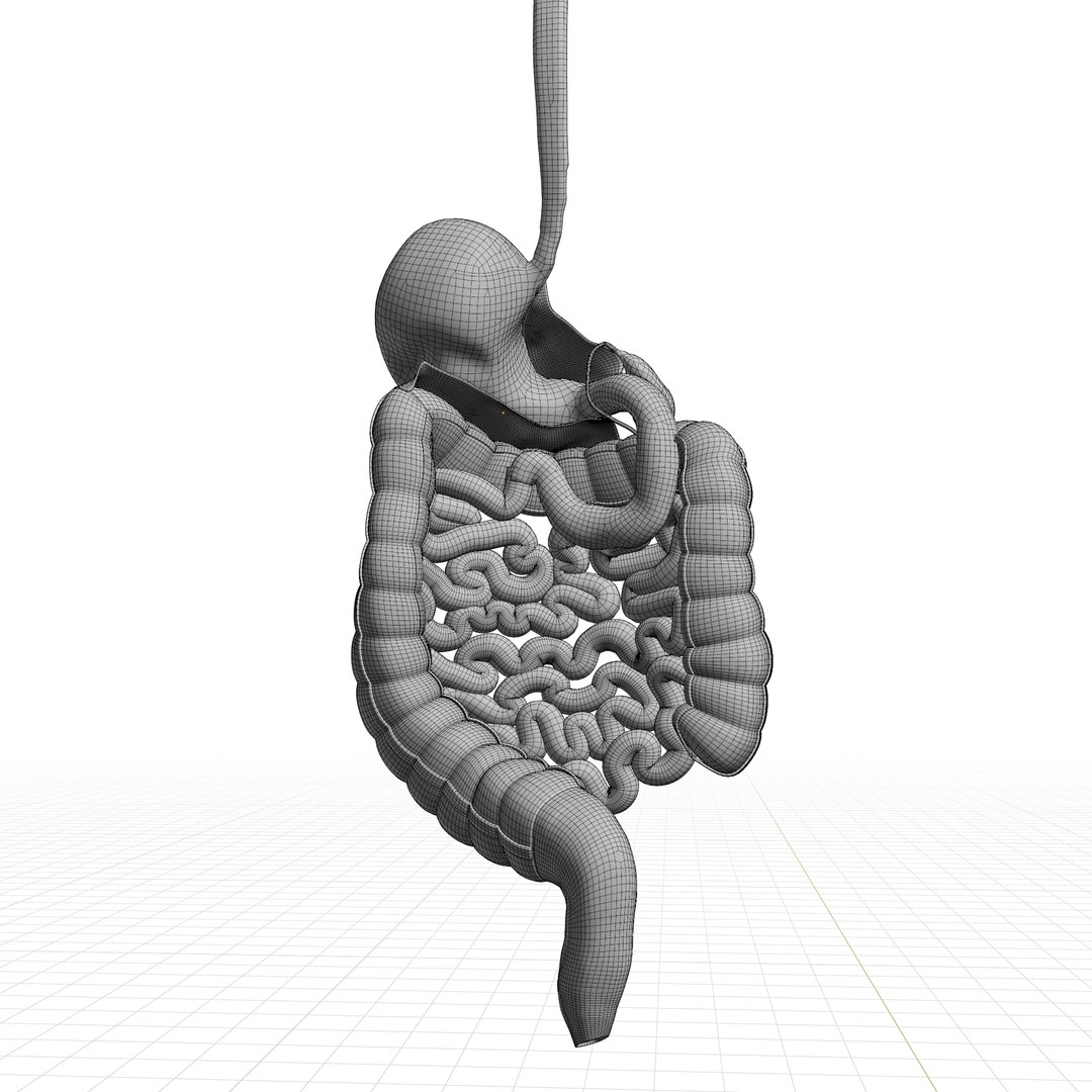 3D Human Stomach And Small Intestines Model - TurboSquid 2210307