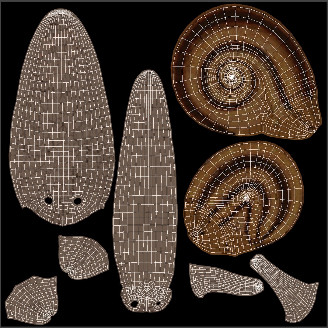 3D Snail - TurboSquid 1967011