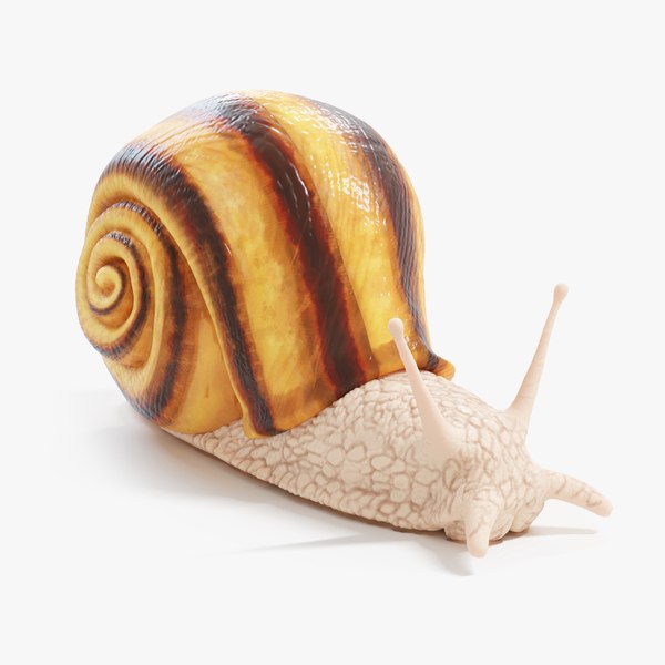 Snail 3D Models for Download | TurboSquid