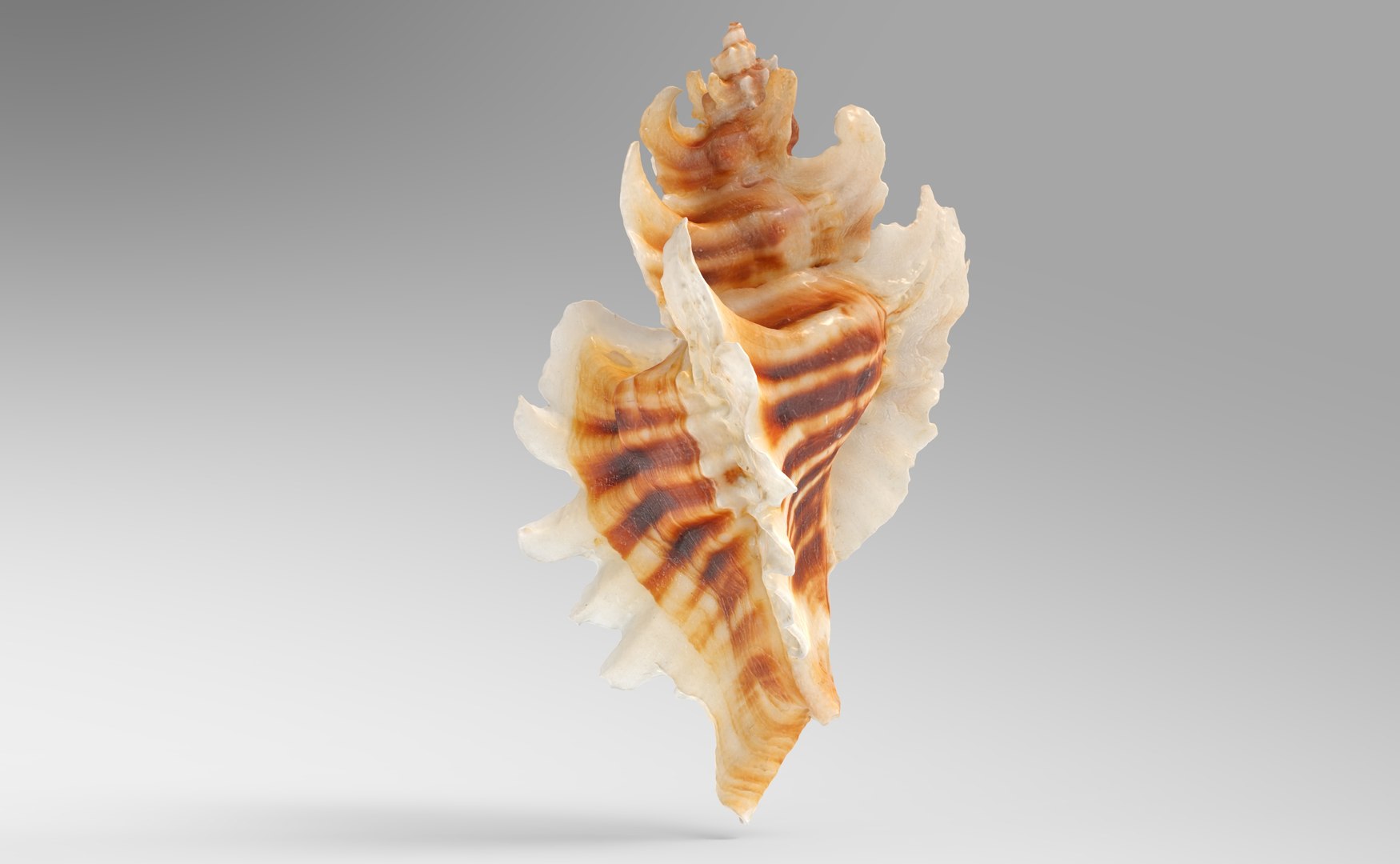 3D Model Pterinotus Miyokoae Sea Shell - TurboSquid 2075981