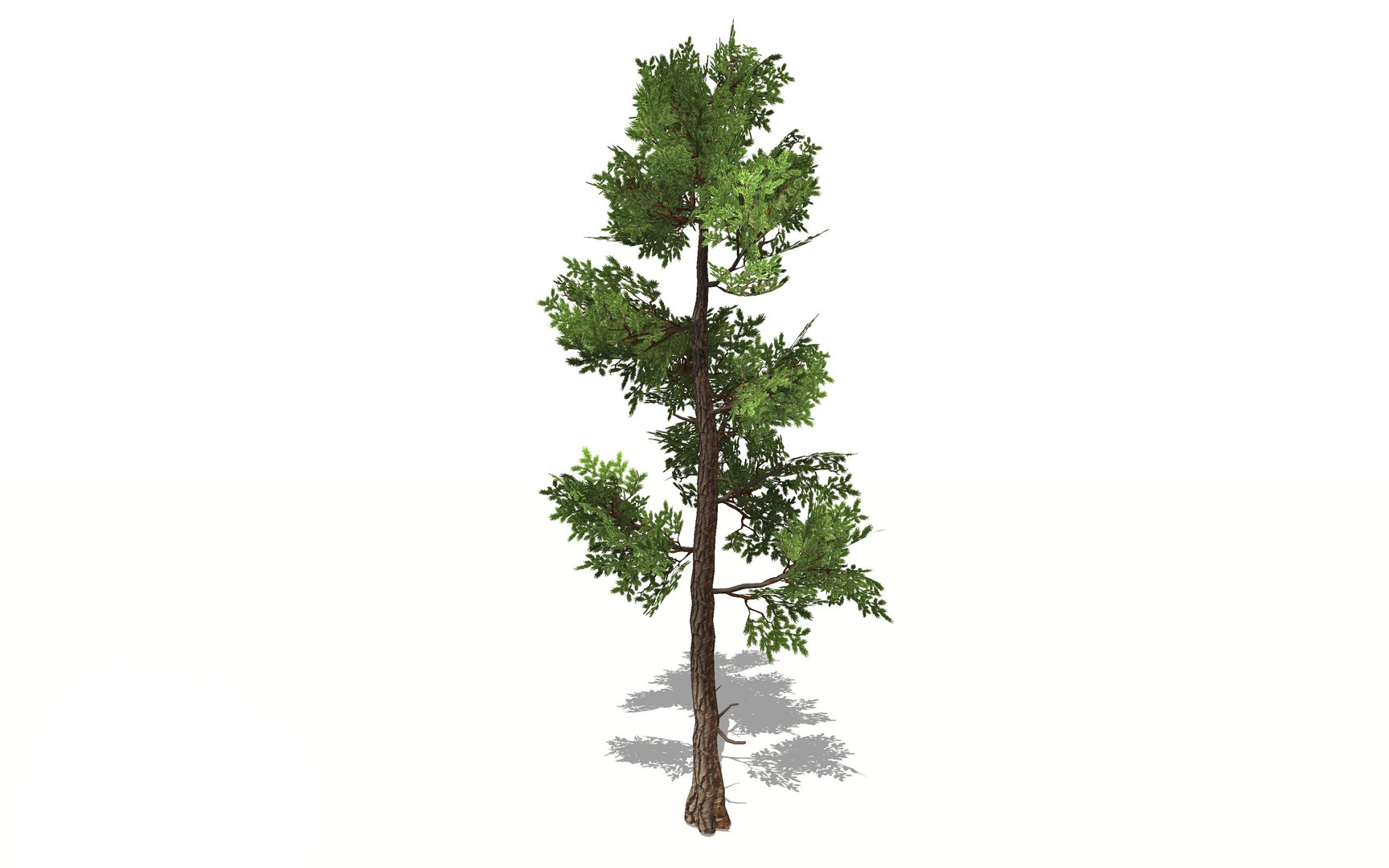 3D model realistic fir tree - TurboSquid 1517357