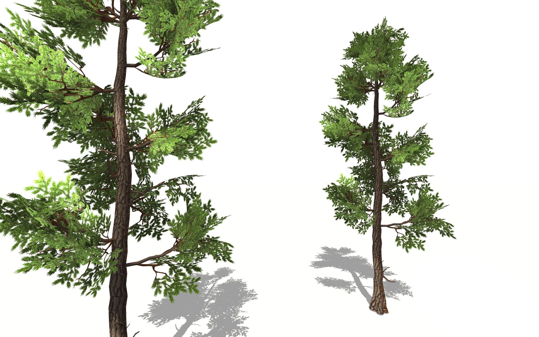 3D model realistic fir tree - TurboSquid 1517357