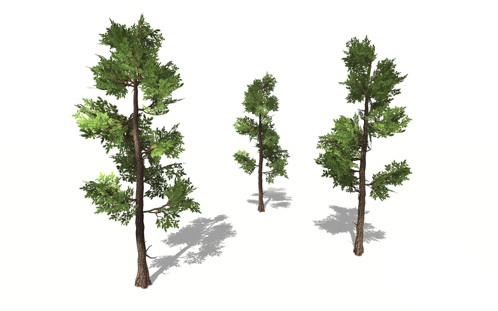 3D model realistic fir tree - TurboSquid 1517357