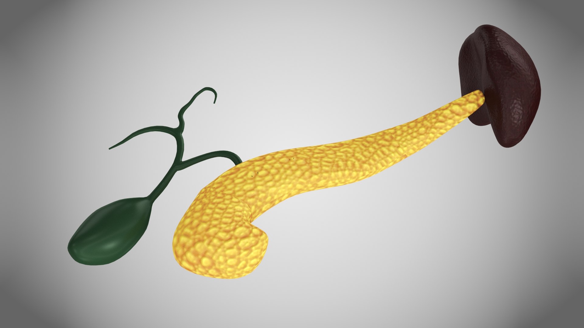 Pancreas and Spleen with anatomic cut model - TurboSquid 1847909