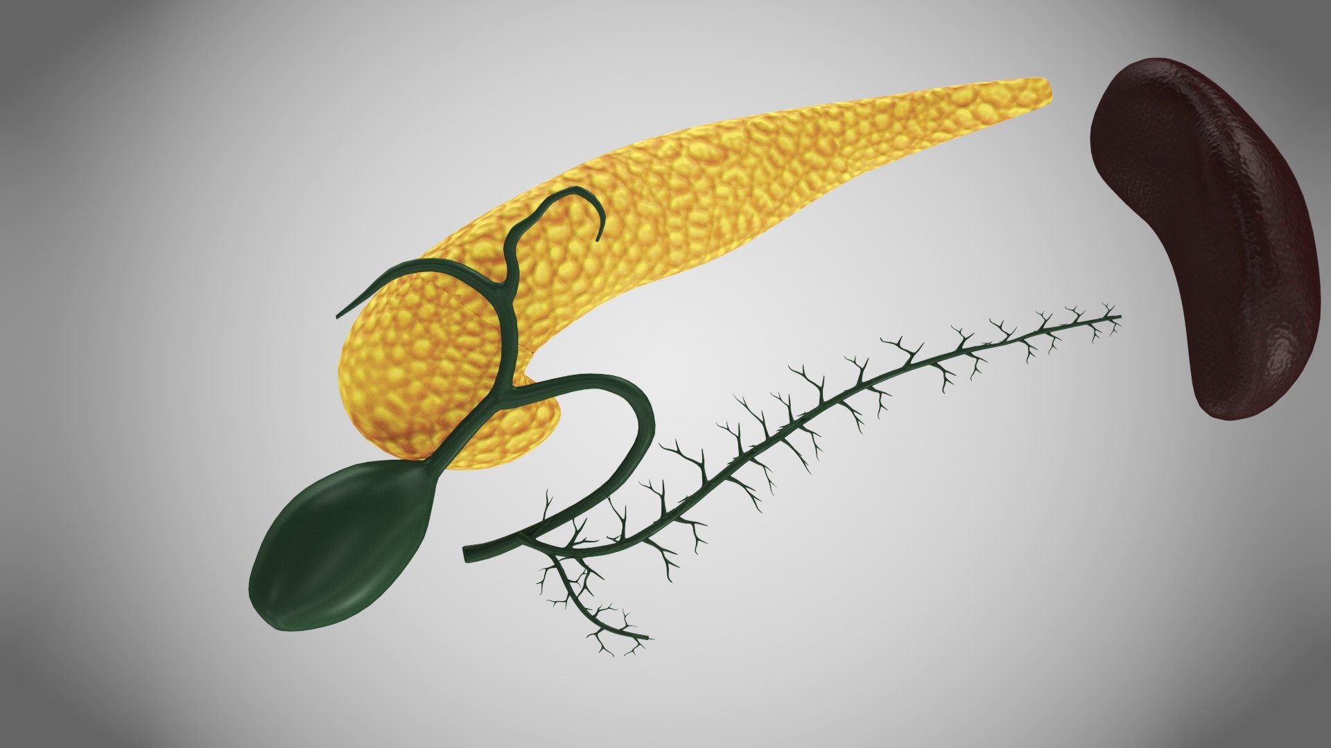 Pancreas and Spleen with anatomic cut model - TurboSquid 1847909