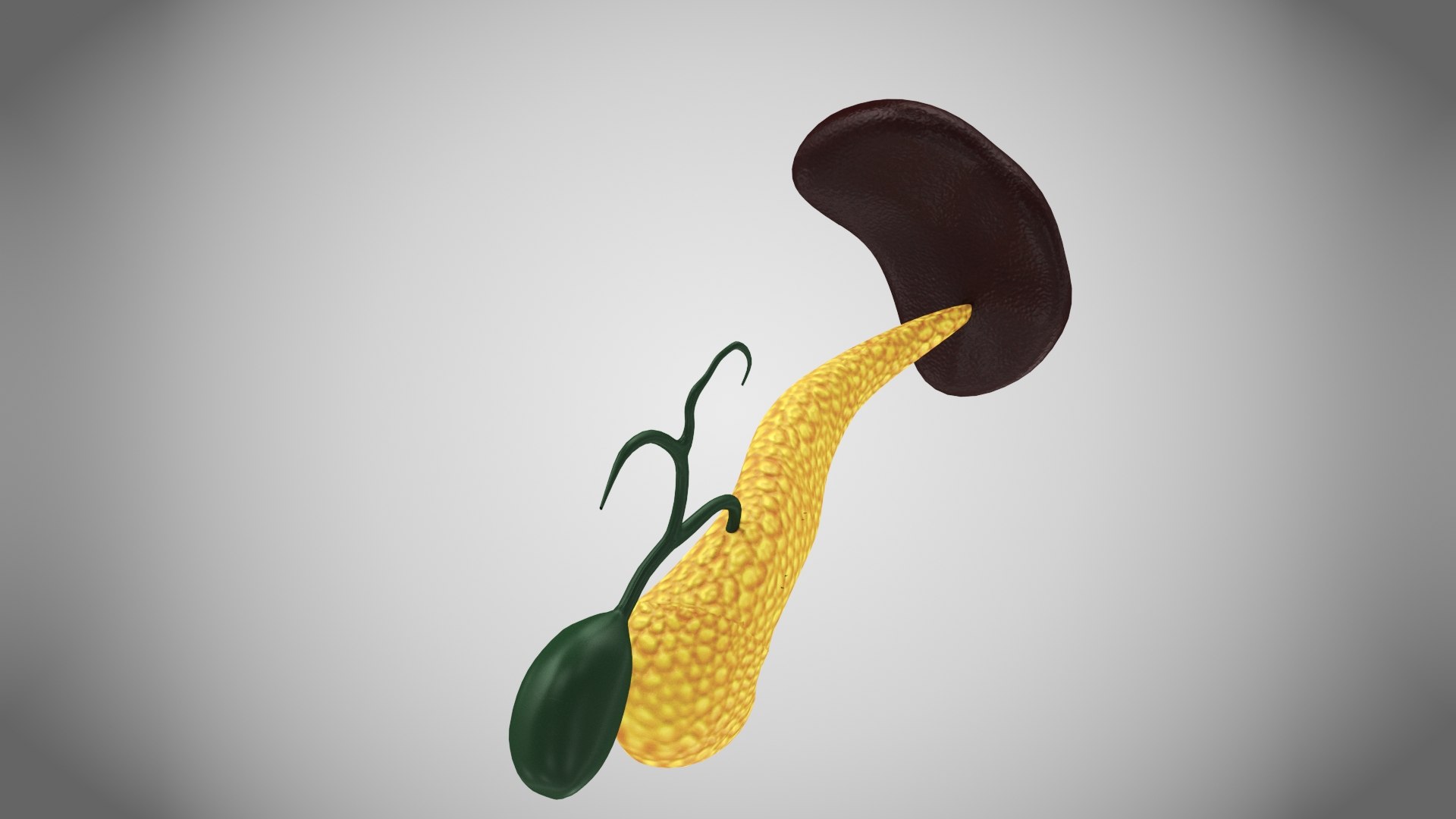 Pancreas and Spleen with anatomic cut model - TurboSquid 1847909