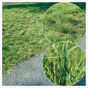 Free Blender Grass Models | TurboSquid