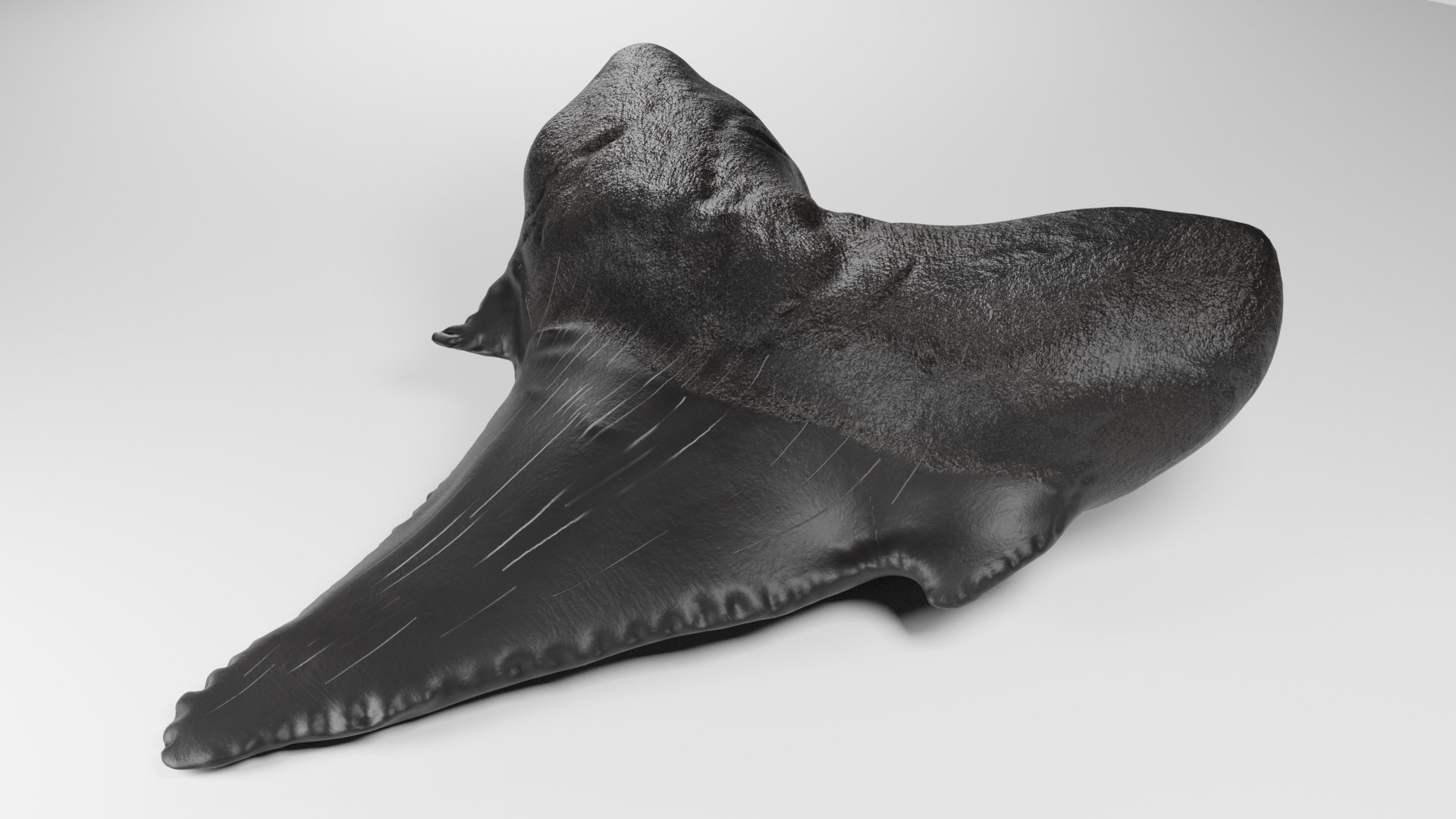 Realistic Shark Teeth Tooth 3D Model - TurboSquid 1616691