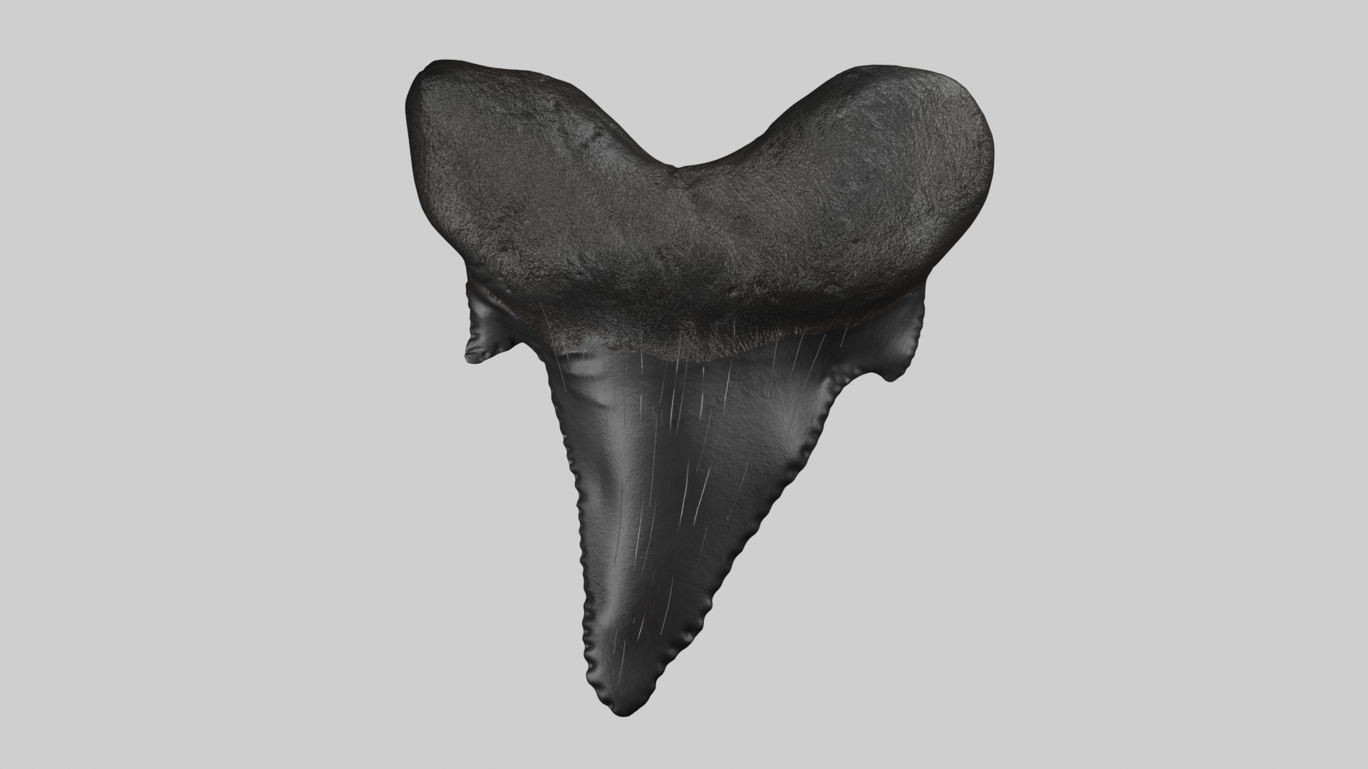 Realistic Shark Teeth Tooth 3D Model - TurboSquid 1616691