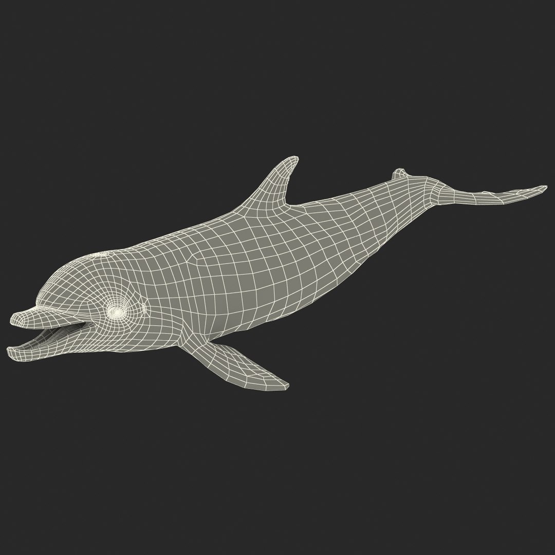 3d dolphin rigged