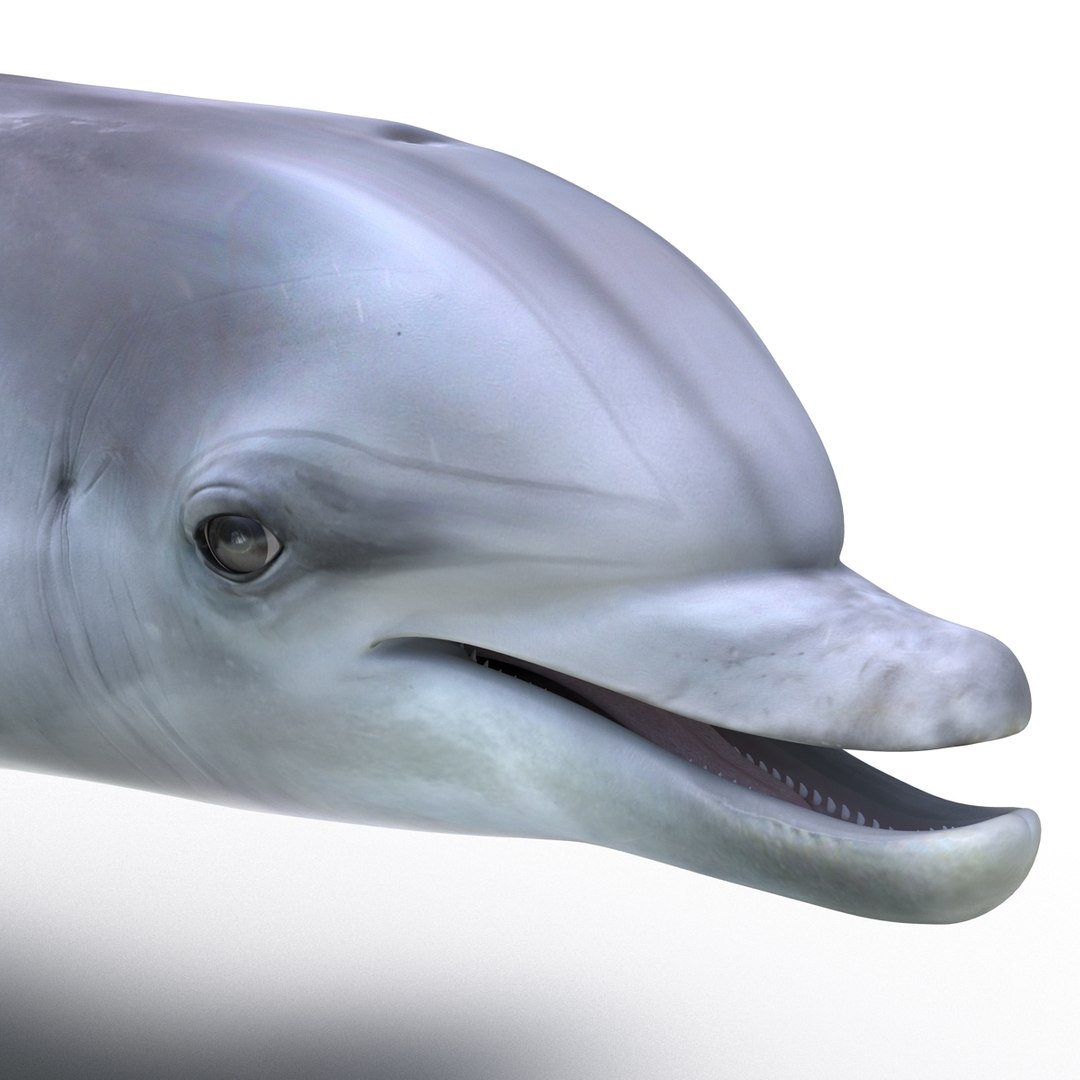 3d dolphin rigged